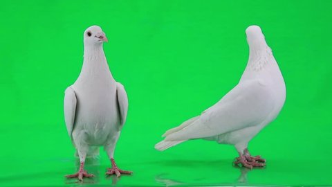 white dove on green screen Stock Footage Video (100% Royalty-free ...