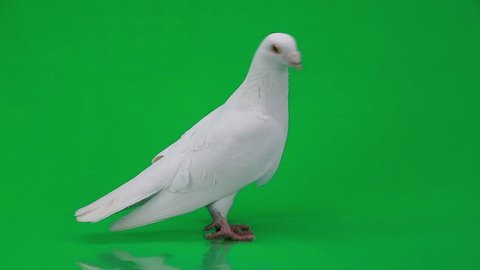 white dove on green screen Stock Footage Video (100% Royalty-free ...