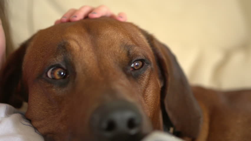 rhodesian ridgeback close eyes Stock Footage Video (100% Royalty-free ...