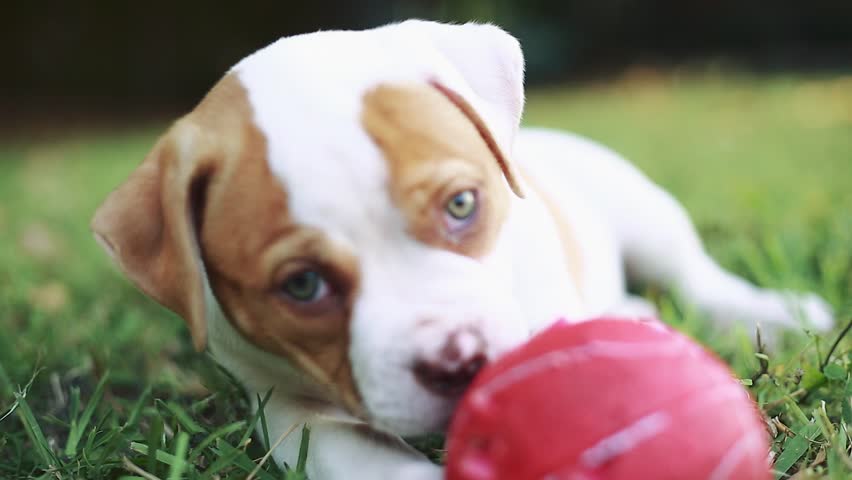 4k labrador dog police k9 Stock Footage Video (100% Royalty-free ...