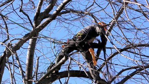 6 Pruning hook Stock Video Footage - 4K and HD Video Clips | Shutterstock