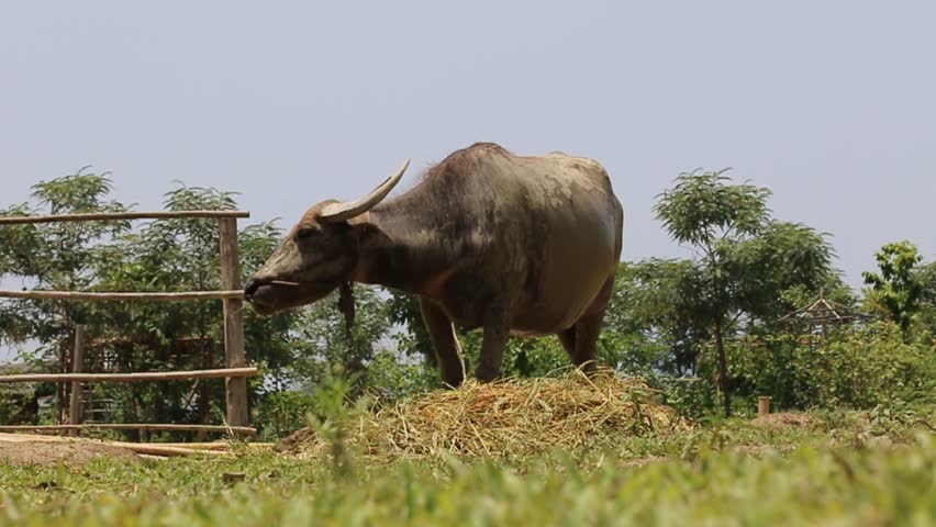 Buffalo Eats Grass. Stock Footage Video (100% Royalty-free) 9920201 ...