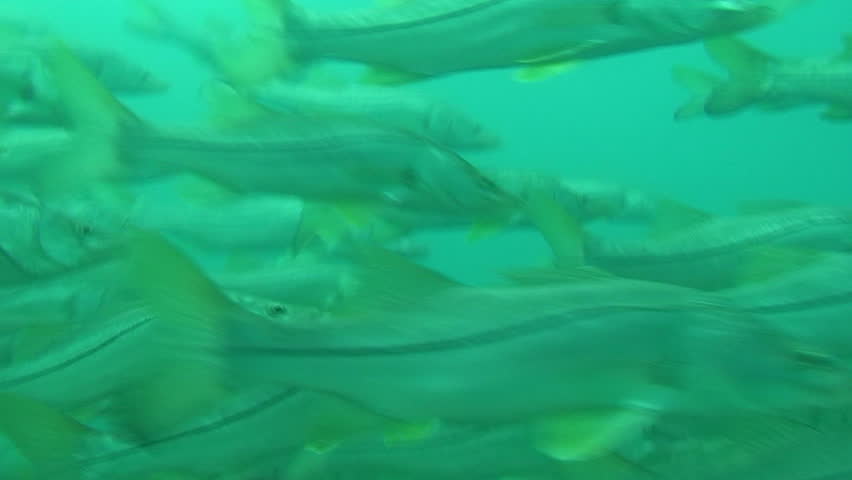 snook school Stock Footage Video (100% Royalty-free) 992740 | Shutterstock