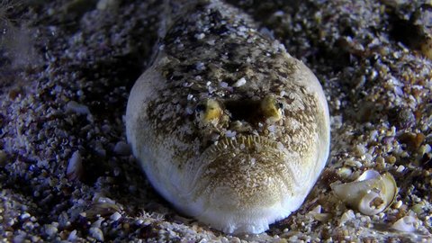 Atlantic Stargazer Uranoscopus Scaber Portrait Halfburied Stock Footage ...