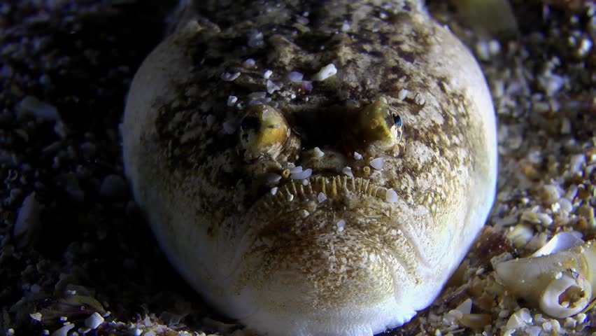 Atlantic Stargazer (uranoscopus Scaber): Portrait Stock Footage Video ...