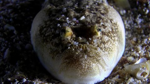 Atlantic Stargazer Uranoscopus Scaber Portrait Fish Stock Footage Video ...