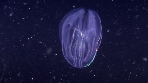 Warty Comb Jelly Mnemiopsis Leidyi Swims Stock Footage Video (100% ...