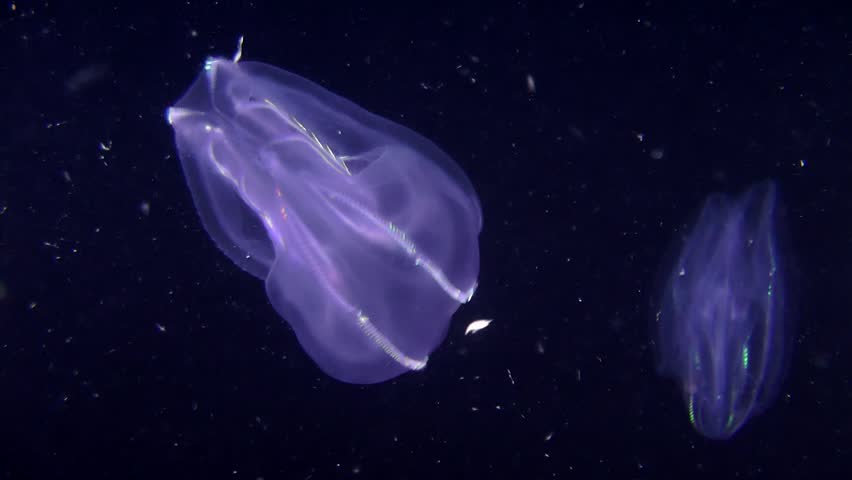 Warty Comb Jelly (mnemiopsis Leidyi) Stock Footage Video (100% Royalty ...