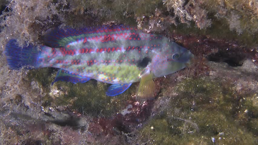 East Atlantic Peacock Wrasse (symphodus Stock Footage Video (100% ...
