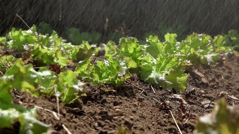 Lettuce Garden Sprayed Water Stock Footage Video (100% Royalty-free ...