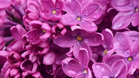4k time lapse blooming flower beautiful Stock Footage Video (100% ...