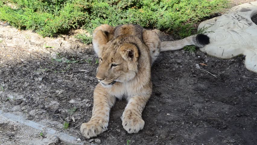 little lioness Stock Footage Video (100% Royalty-free) 9960467 ...