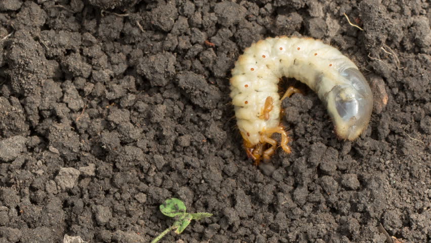 Closeup of May Bug Grub Stock Footage Video (100% Royalty-free) 9962600 ...