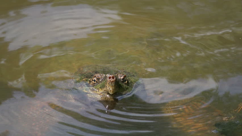 common snapping turtle head above water Stock Footage Video (100% ...