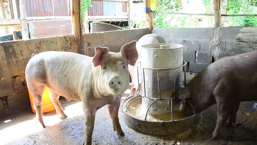 pig eating food farm surin thailand Stock Footage Video (100% Royalty ...