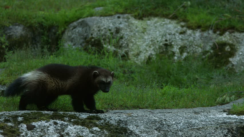 wolverine moving around on grass Stock Footage Video (100% Royalty-free ...