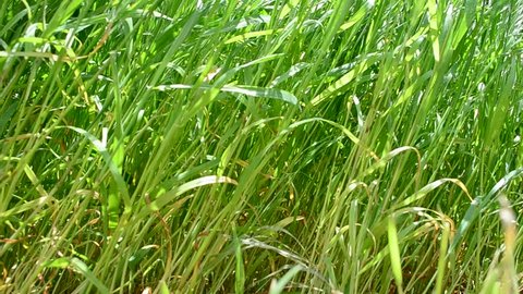 High Grass Field Stock Footage Video (100% Royalty-free) 9990491 ...