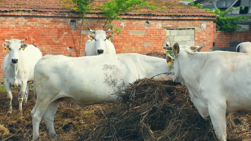 Chianina Cows in Tuscany Farm. című (100% jogdíjmentes) stockvideó ...